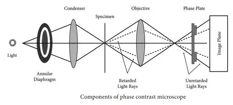 PHASE CONTRAST MICROSCOPE - Forensicspedia