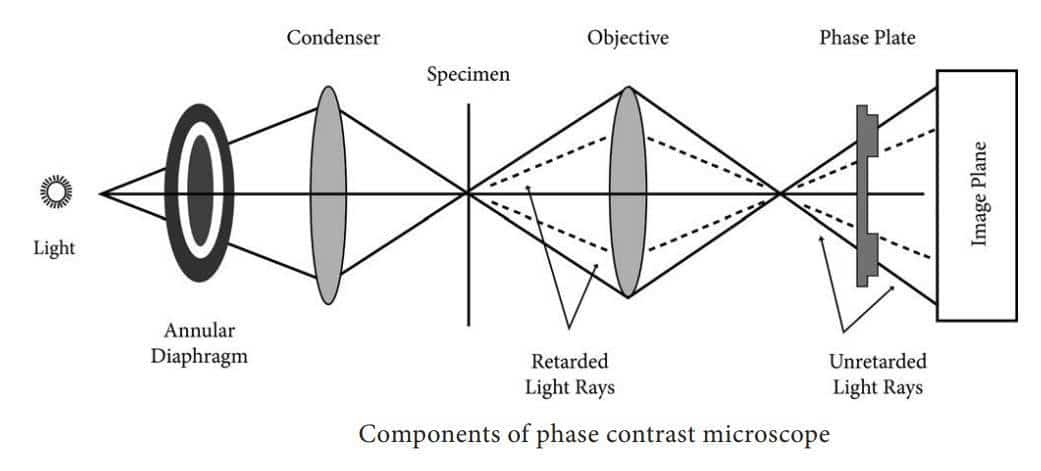 PHASE CONTRAST MICROSCOPE - Forensicspedia